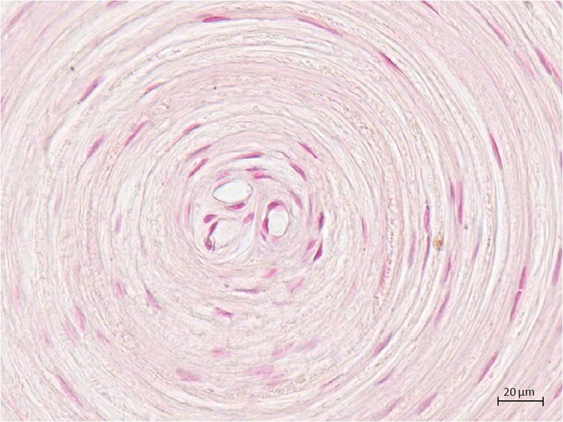 Vater Pacini Zentrum